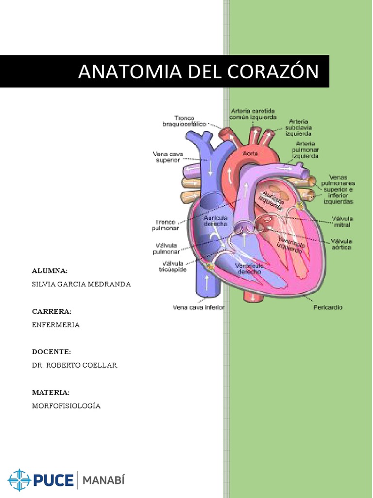 Anatomia Del Corazón | PDF | Corazón | Ventrículo (corazón)