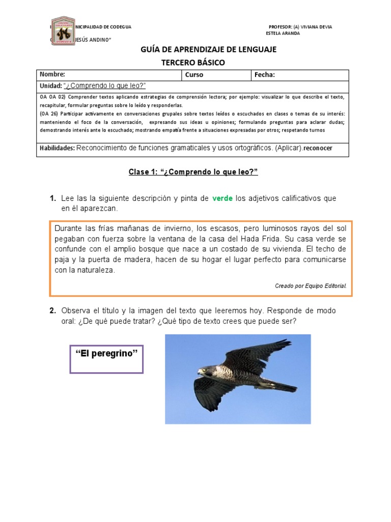 Guía de Comprensión Lectora 3° Básico | PDF | Aves | Ornitología