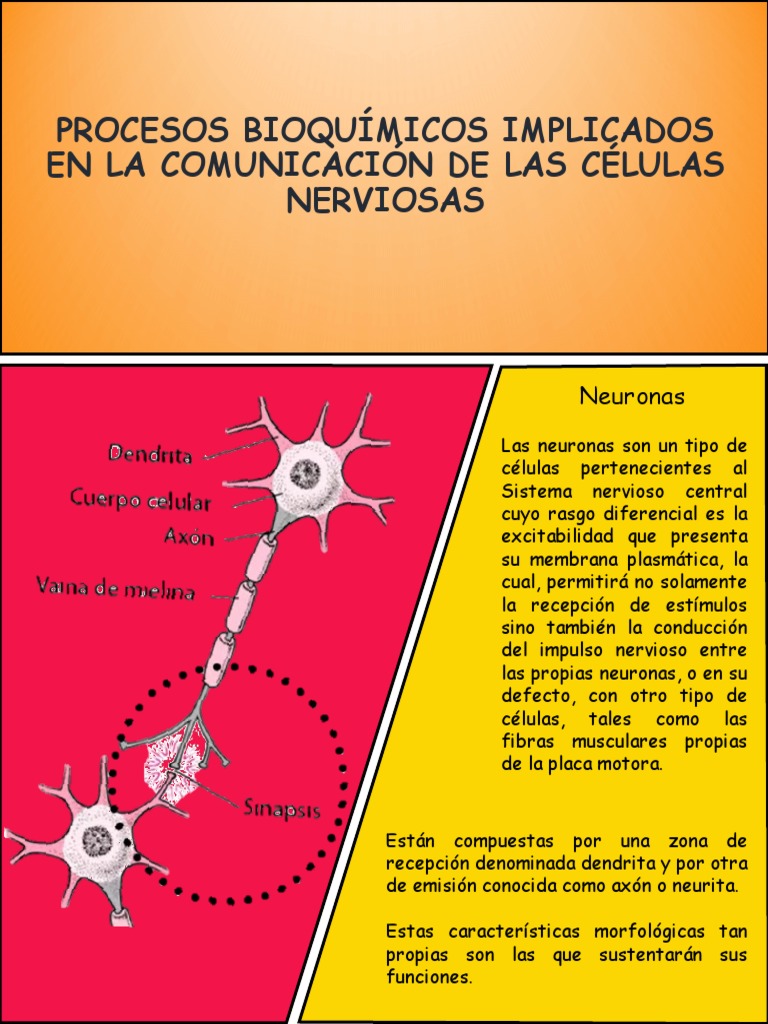 Diapositivas Sinapsis Descargar Gratis Pdf Sinapsis Neurona