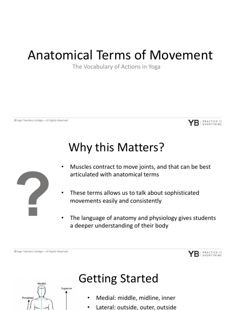 Anatomical Terms of Movement | PDF
