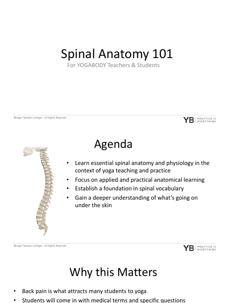 Spinal Anatomy 101 | PDF | Vertebra | Vertebral Column