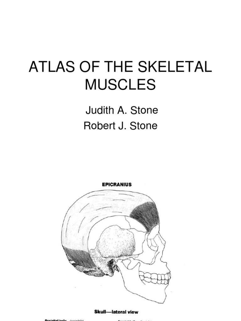 Atlas Muscles | PDF