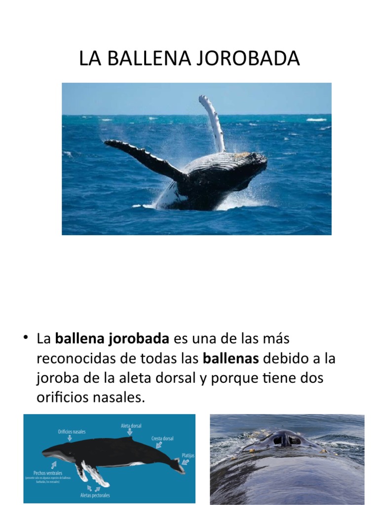 Características de la ballena jorobada | PDF | Ciencias sociales