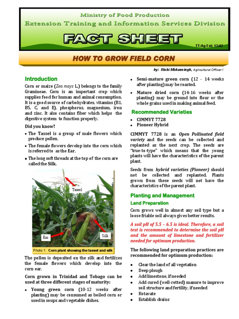 How To Grow Field Corn | PDF | Maize | Fertilizer
