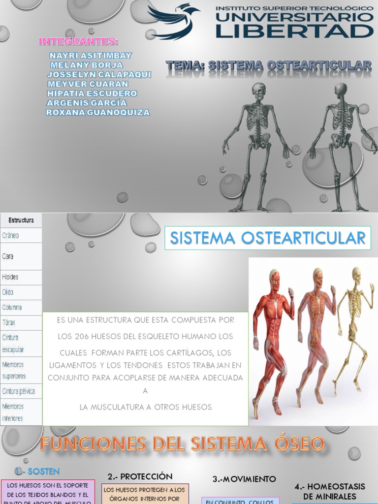 SISTEMA ÓSEO Y ARTICULAR | PDF | Hueso | La columna vertebral