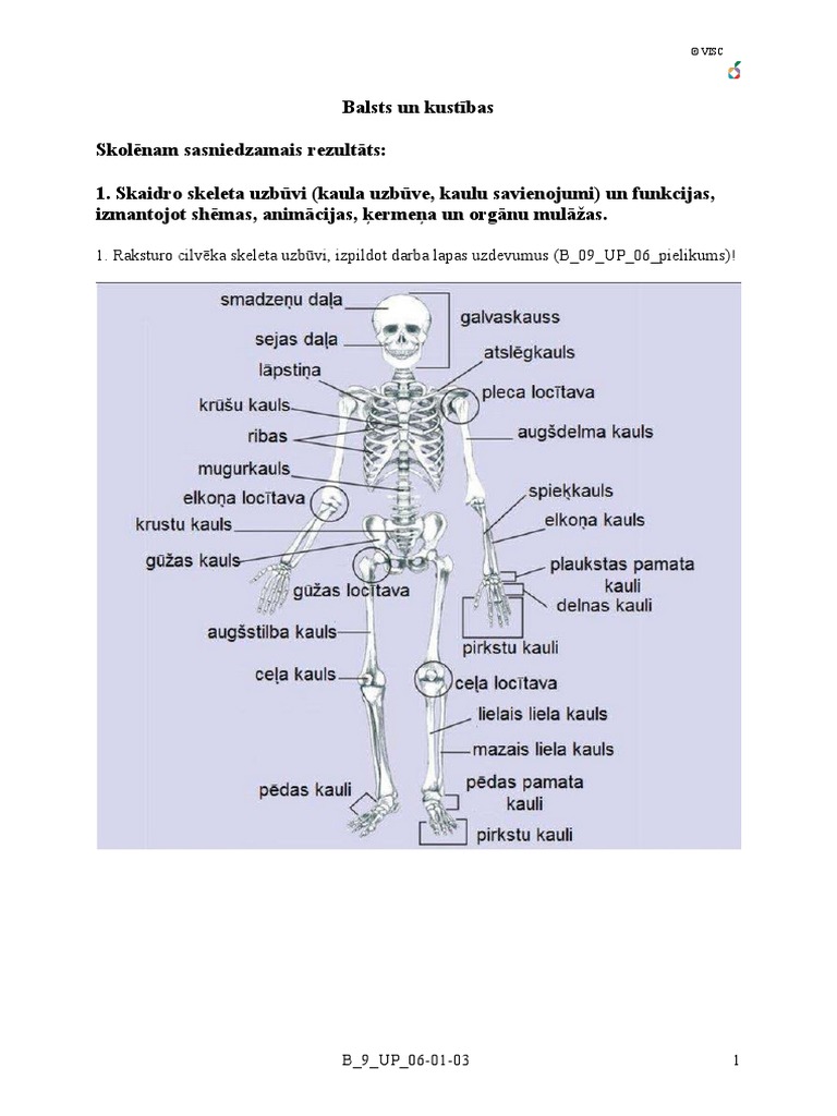 Cilveka Skelets DL | PDF