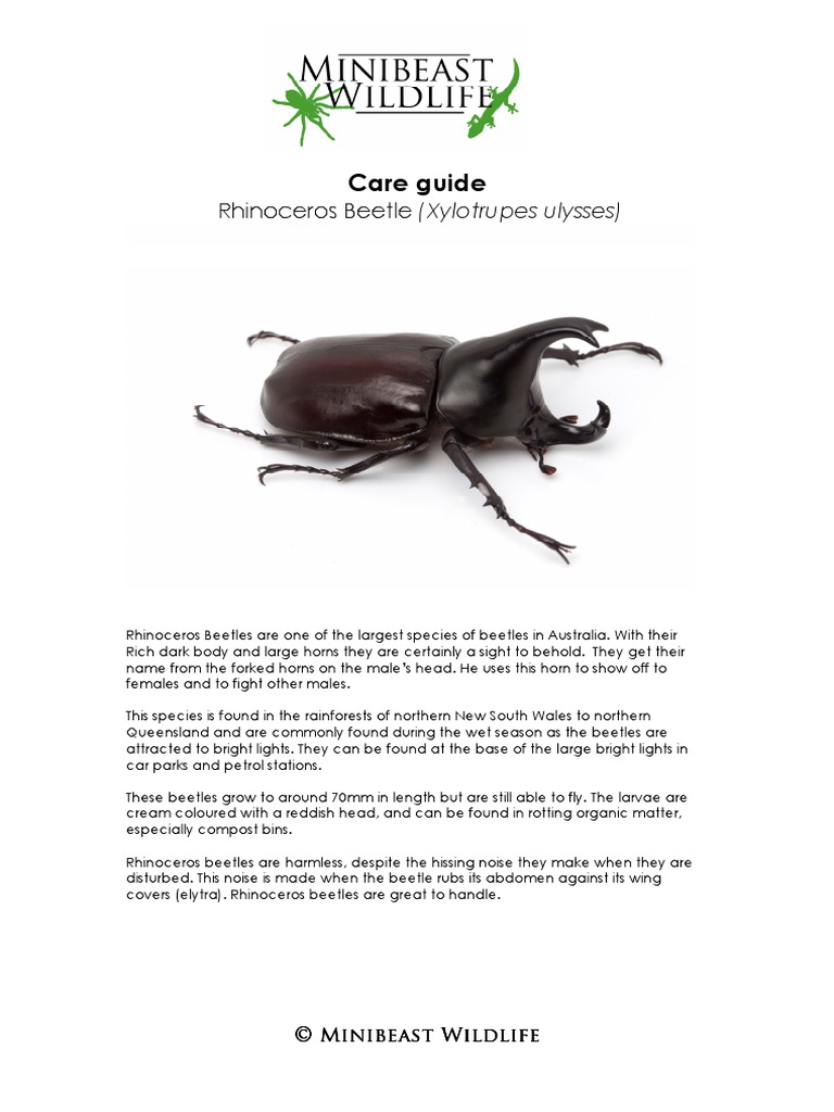 Minibeast Wildlife Care Guide - Xylotrupes Ulysses | PDF | Beetle | Insects