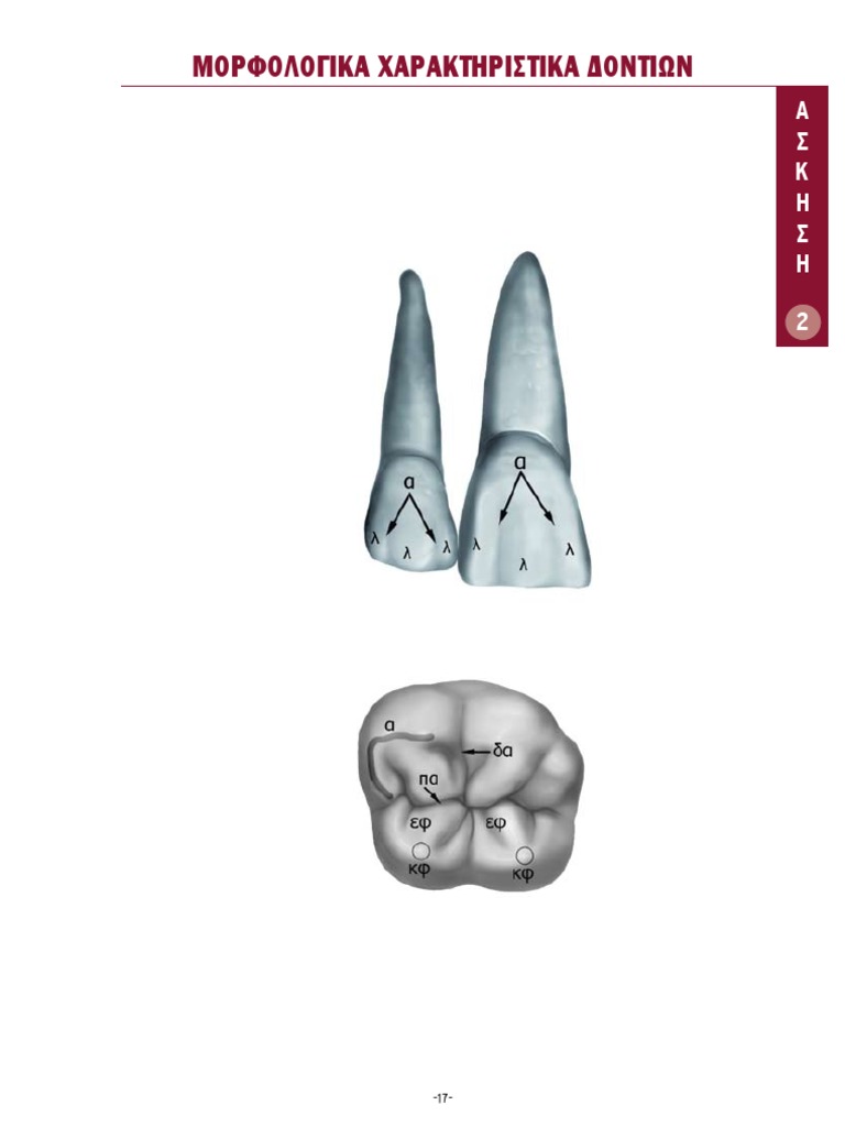 ΓΕΝΙΚΑ ΧΑΡΑΚΤΗΡΙΣΤΙΚΑ ΤΩΝ ΔΟΝΤΙΩΝ | PDF