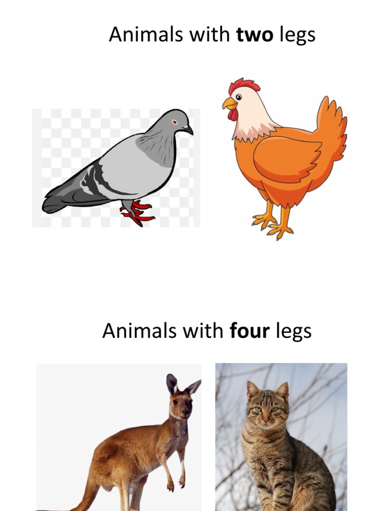 Animals With Different Number of Legs | PDF