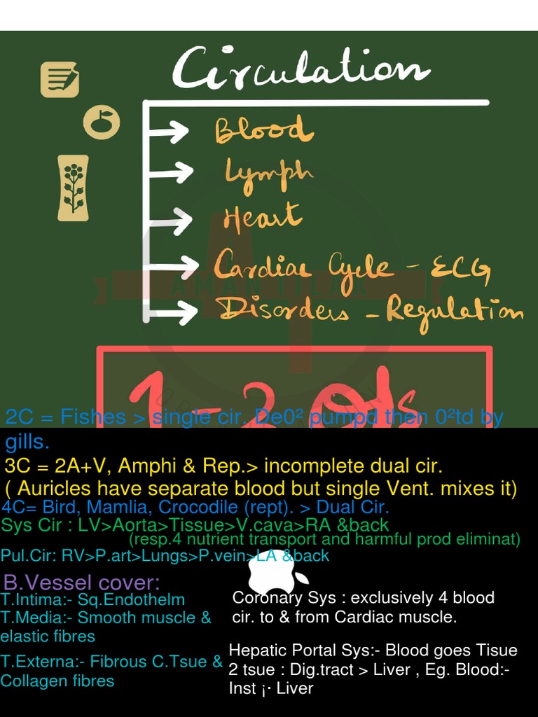 Circulation | PDF | Wellness
