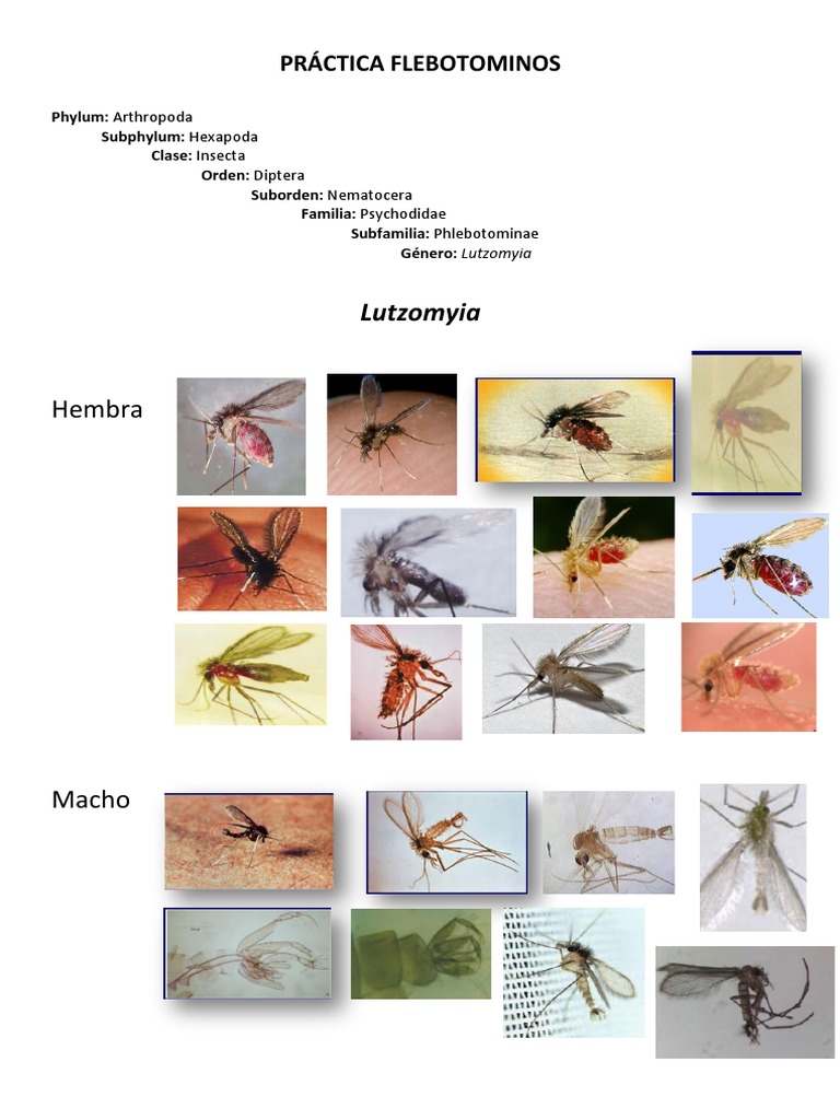 Practica Flebotominos | PDF