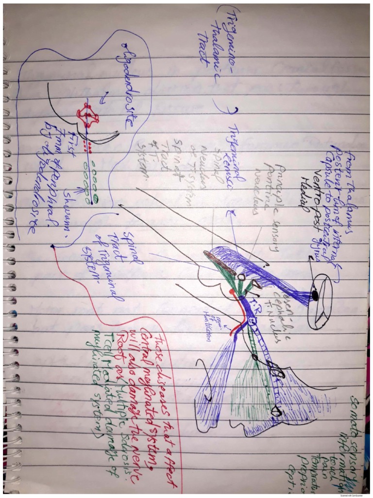 (Trigeminal Nerve + Neuralgia) Illustrations by DR Nageeb | PDF