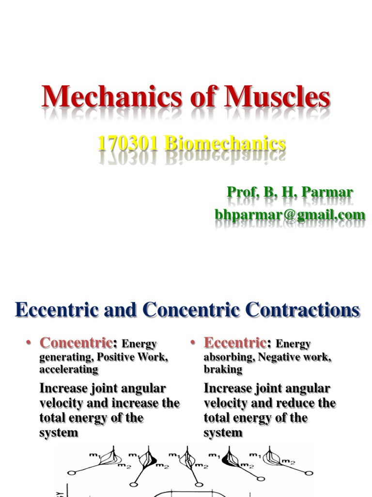 BM - Lec 24 - Biomechanics of Soft Tissue (Muscles) | PDF