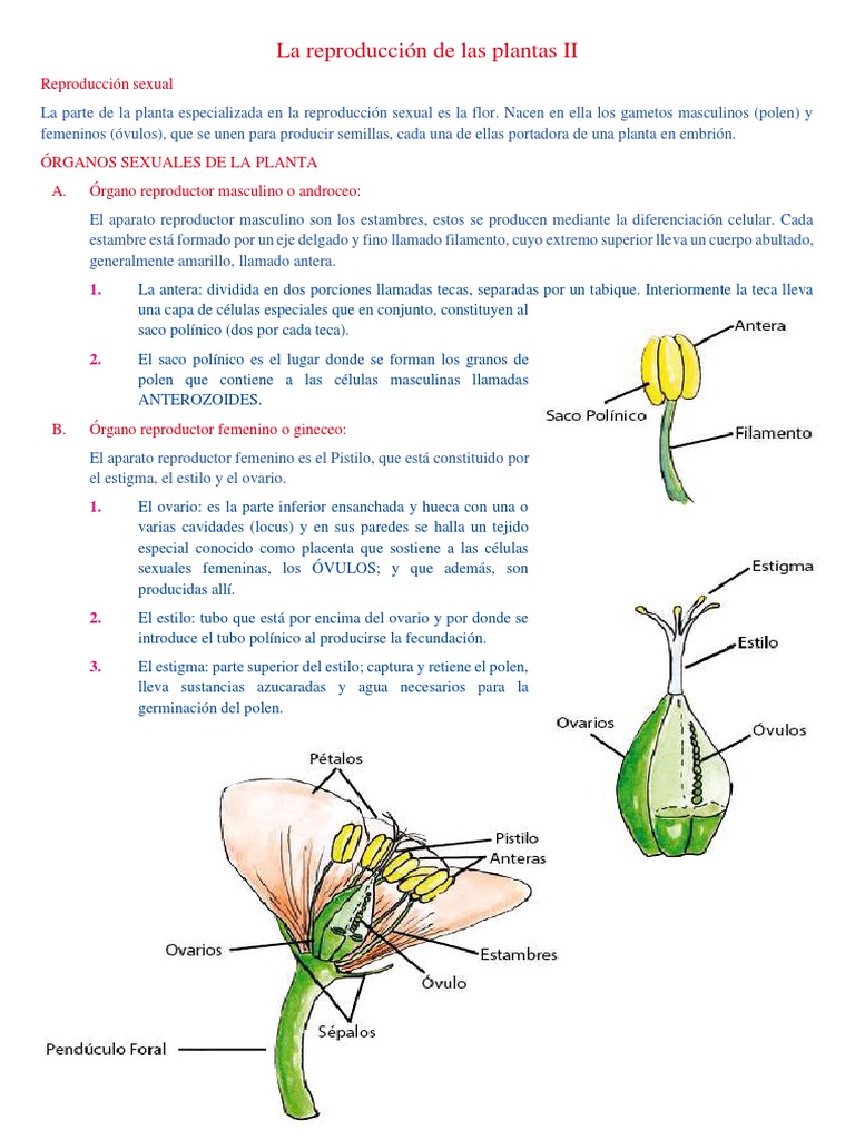 La Reproducción de Las Plantas II | PDF