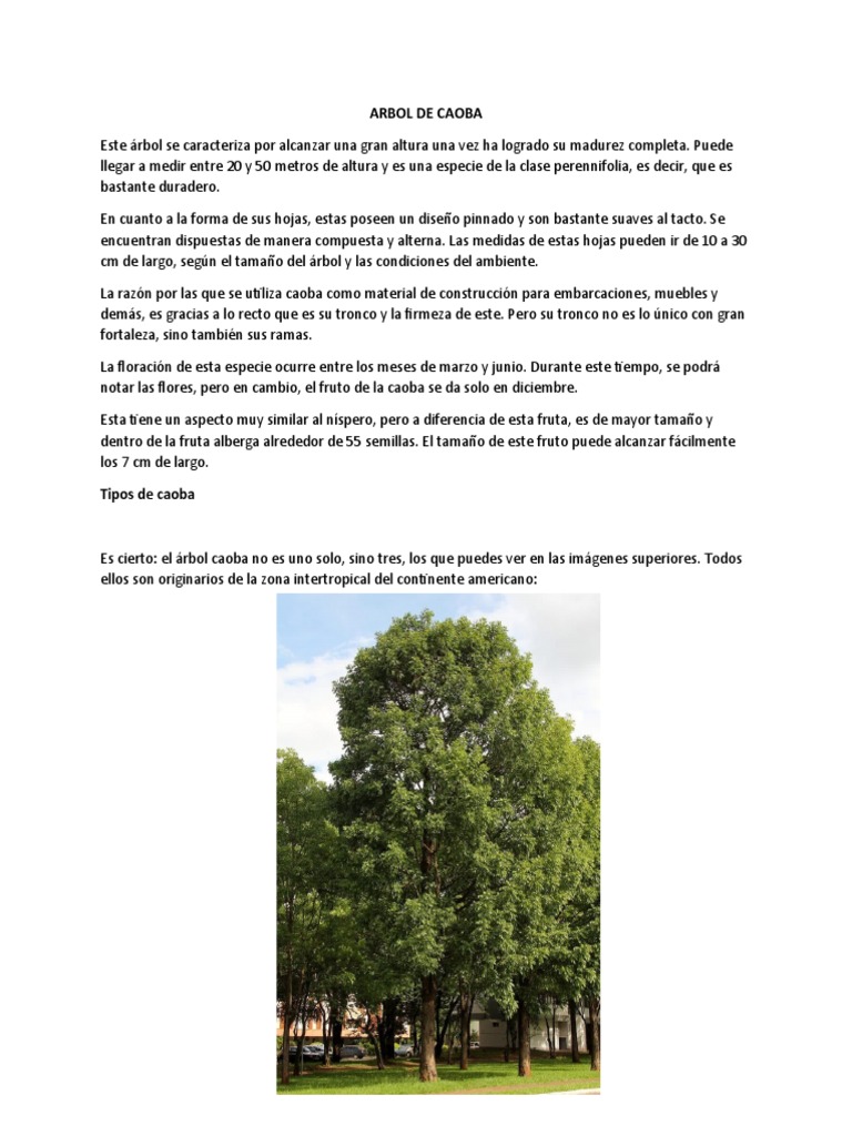 Informacion Arboles | PDF | Arboles | Plantas