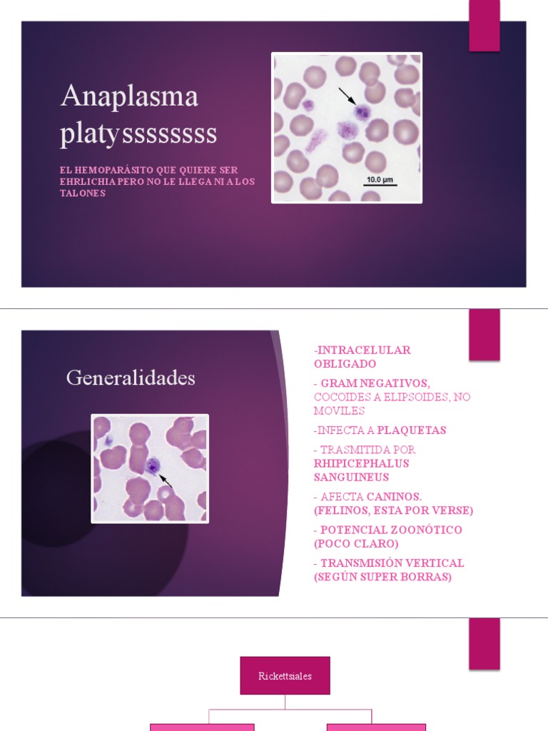 Anaplasma Platys | PDF | Plaqueta | Especialidades Medicas