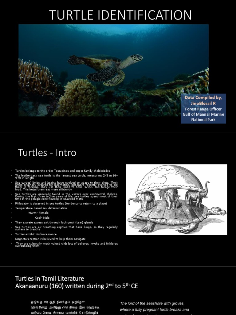 Turtle Identification Guide | PDF