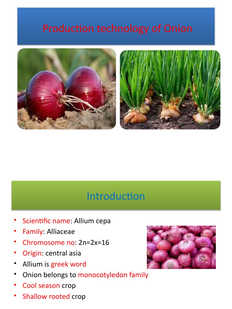 Onion | Download Free PDF | Onion | Agriculture