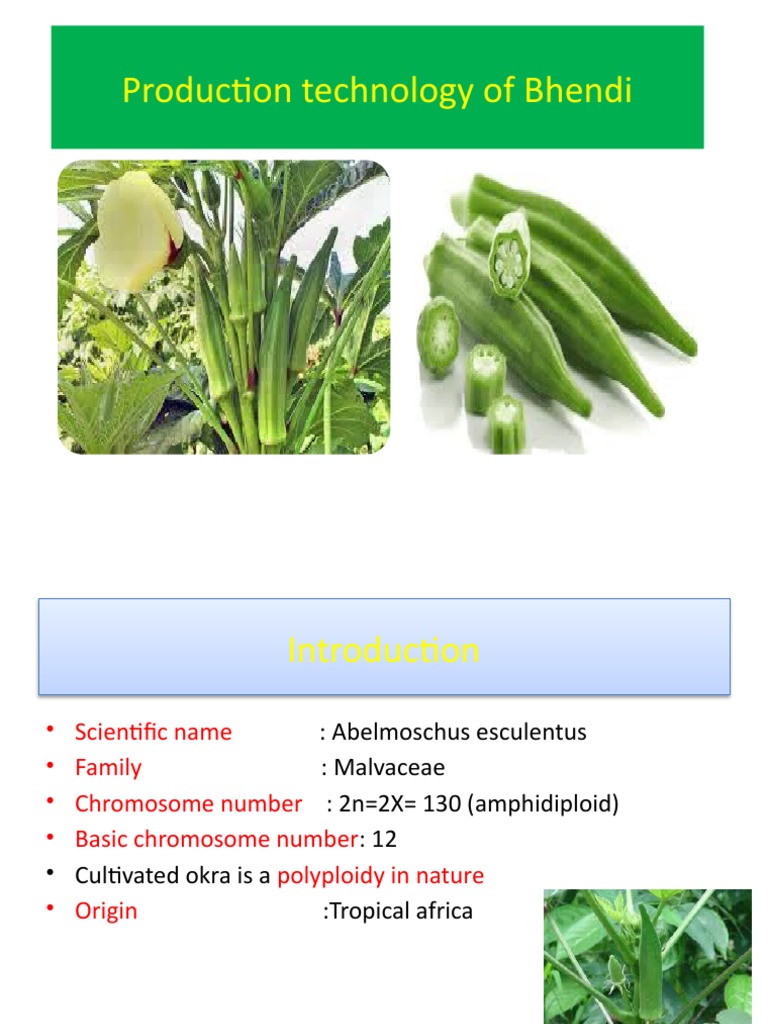 Okra | PDF