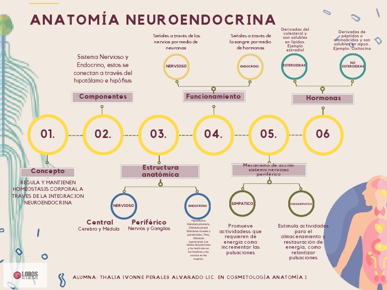 Diagrama de Flujo Anatomia Neuroendocrina | PDF