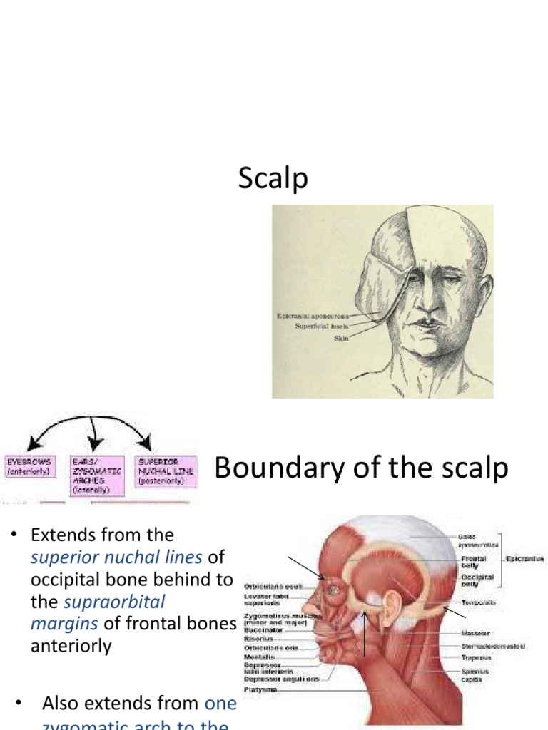 Scalp Anatomy and Blood Supply Overview | PDF | Foreign Language ...