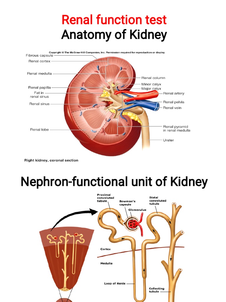 Comprehensive Guide to Renal Function Tests | PDF | Creatinine | Kidney