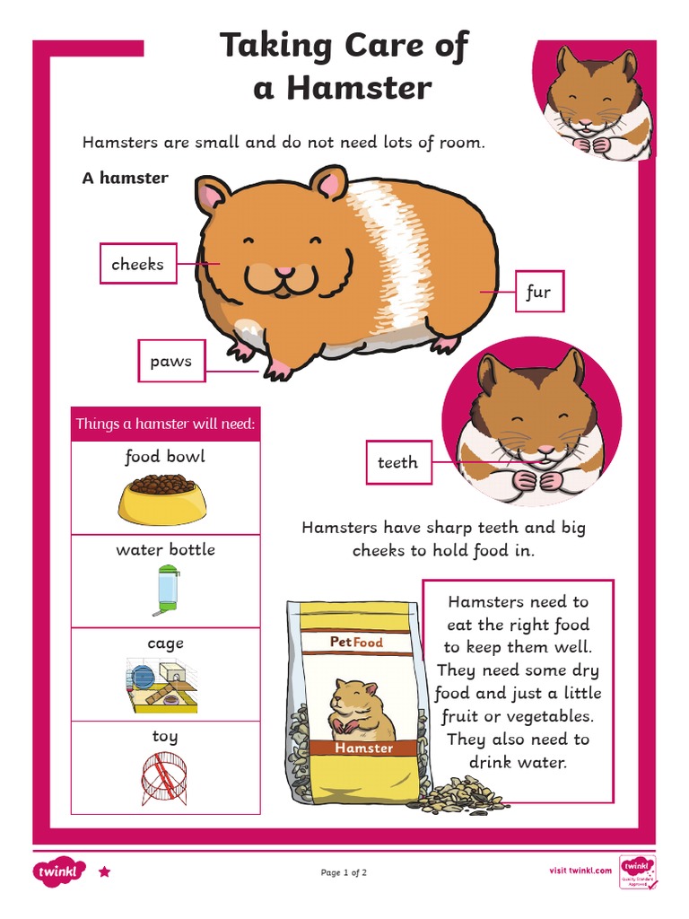 T T 2546683 ks1 How To Look After A Hamster Differentiated Reading ...