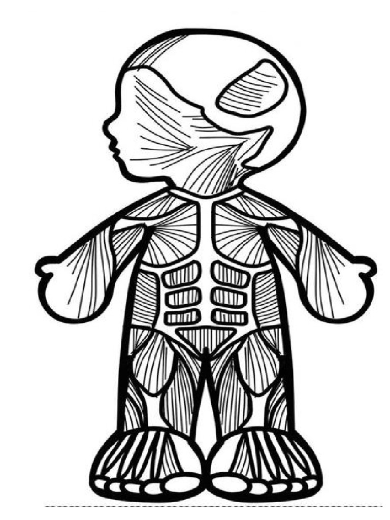 Músculos Para Colorear Pdf