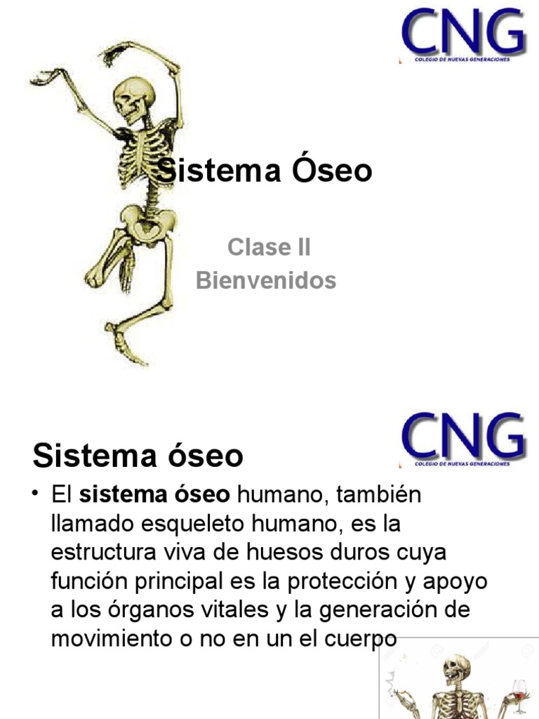 Sistema Óseo | PDF | Hueso | Esqueleto