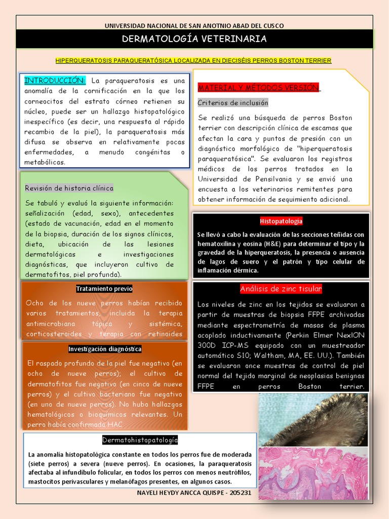 Hiperqueratosis Paraqueratósica Localizada en Dieciséis Perros Boston ...