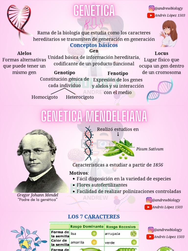 Genética Mendeliana: Conceptos Clave | PDF | Dominancia (Genética ...