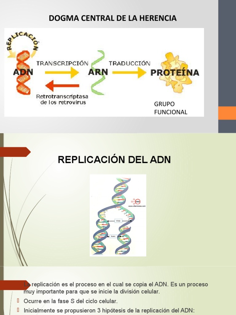 Clase 3. Replicacion Del Adn.1 | PDF