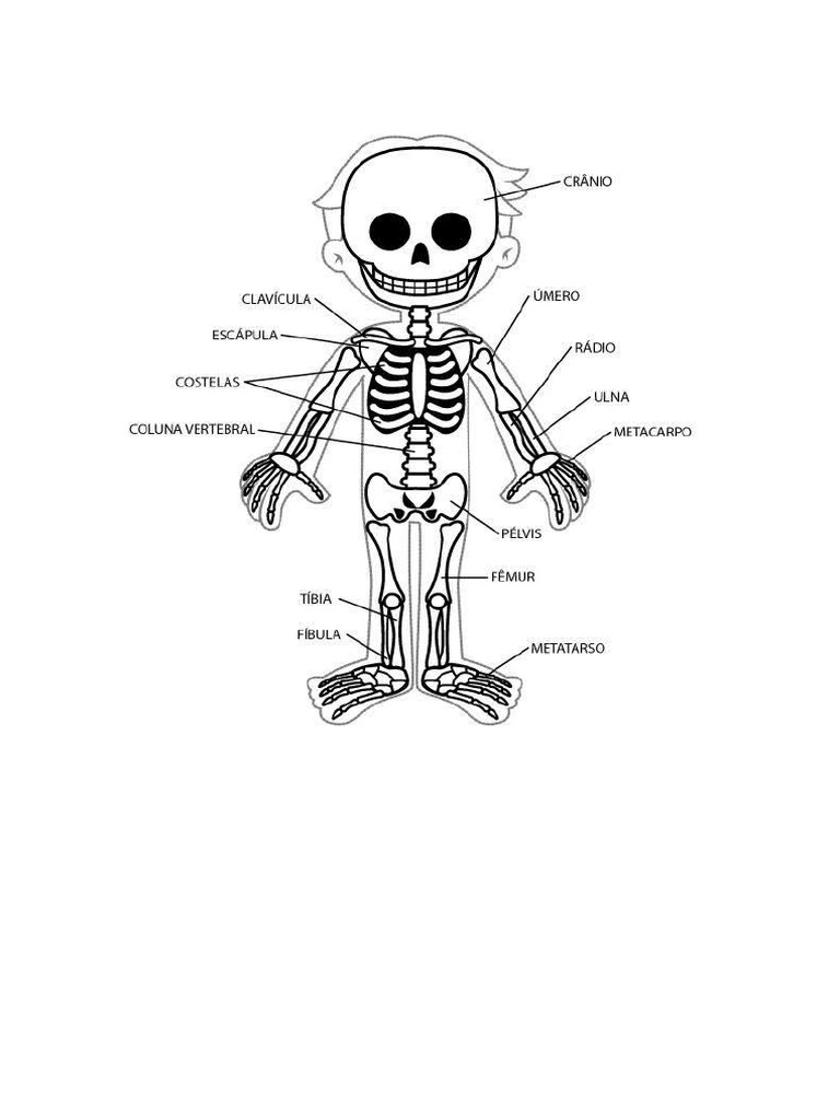 El Sistema Oseo Para Niños Pdf