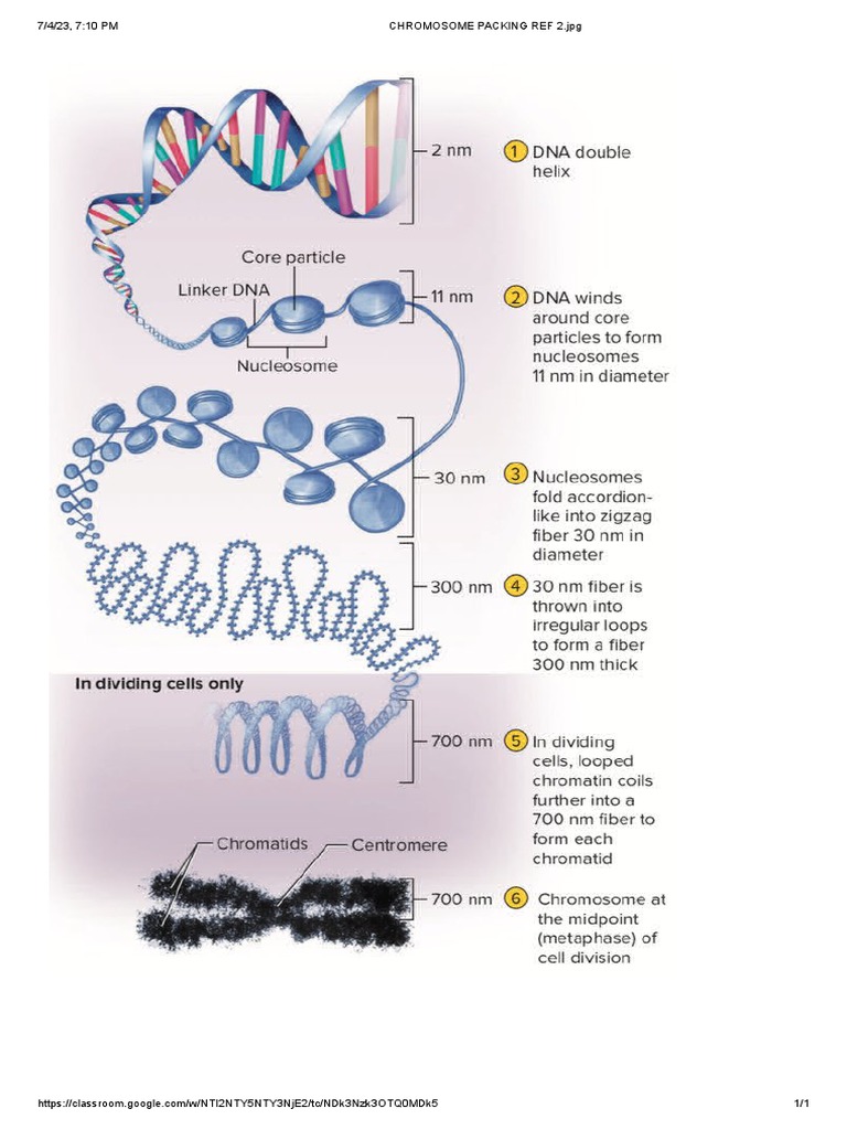 Chromosome Packing Ref 2.Jpg | PDF | Technology & Engineering