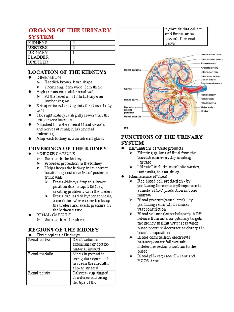 Urinary System | PDF | Science & Mathematics