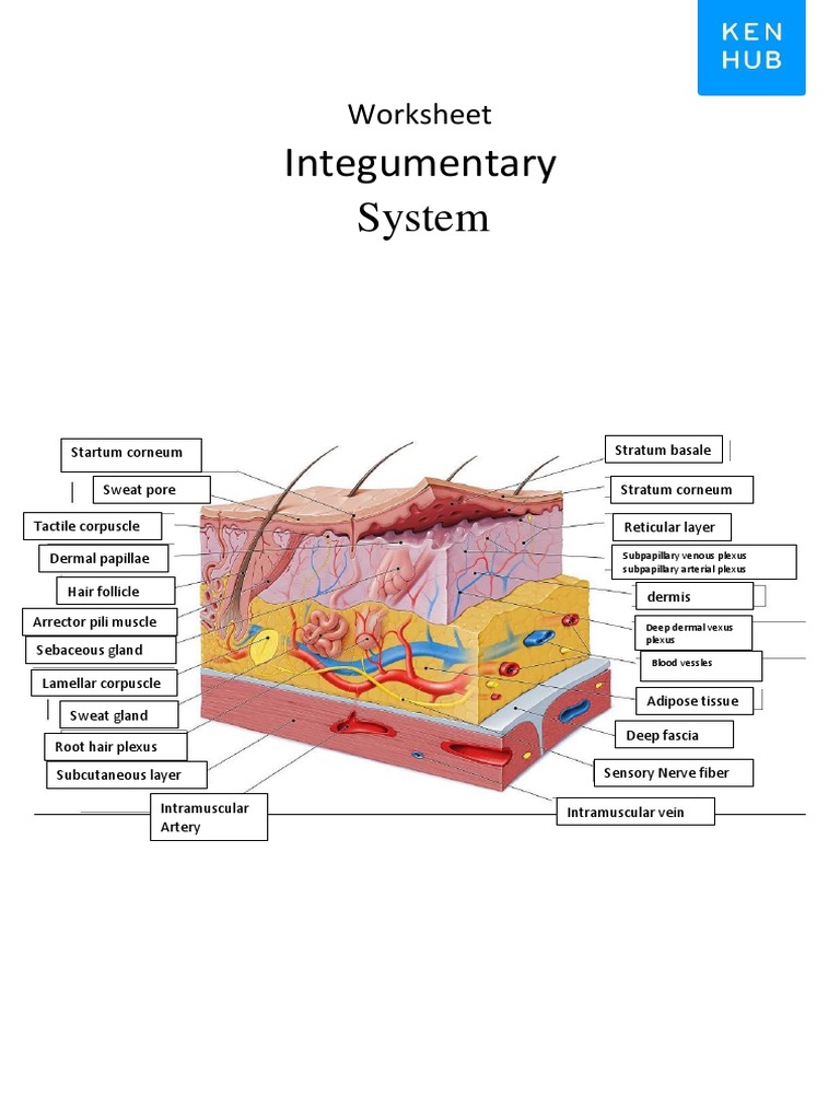 Integumentary System Blank Answers | PDF