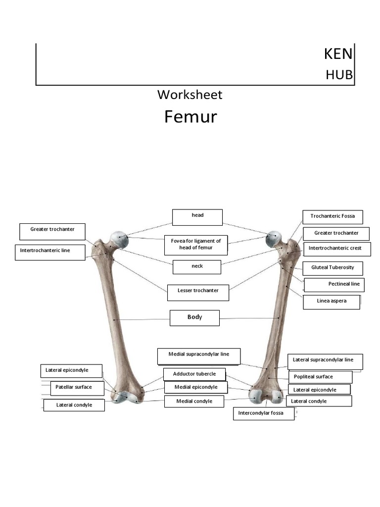 parts-of-a-long-bone-blank-answers-pdf