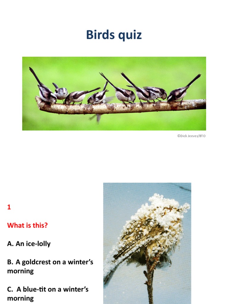 Bird Quiz Alick Jones | PDF | Social Science | Home & Garden