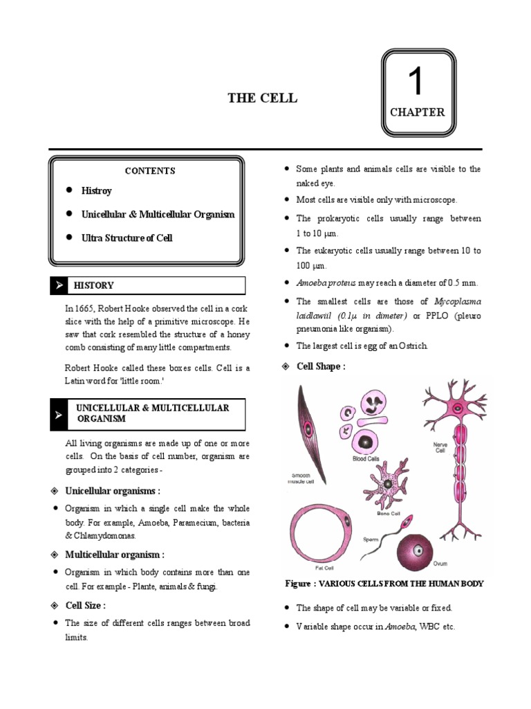 CELL CLASS 9 CBSE FOUNDATION | PDF