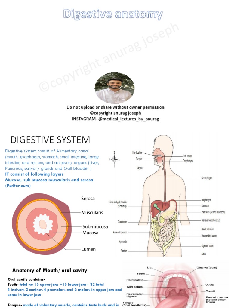 Digestive System Notes | PDF | Stomach | Digestive System