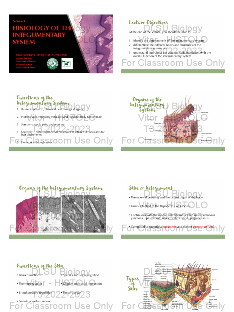 HISTOLO Lecture 3 - Histology of The Integumentary System | PDF | Integumentary System | Skin
