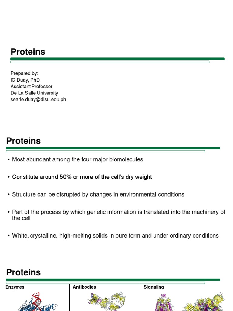 Proteins | PDF | Beta Sheet | Amino Acid