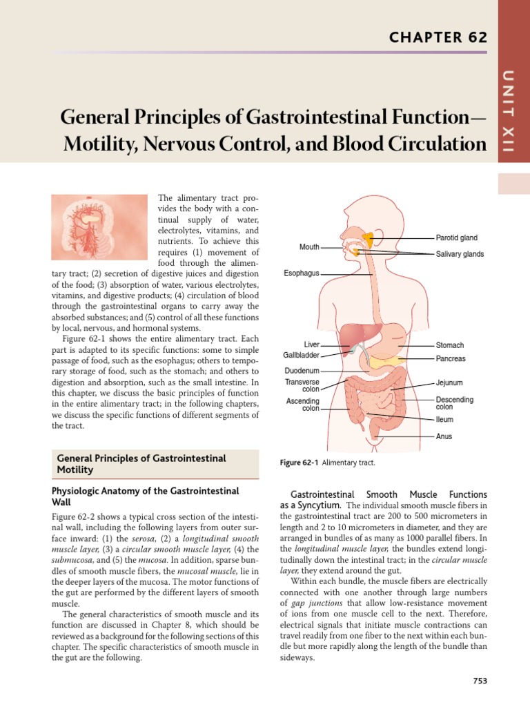 Guyton GI Chapters 62, 64, 65 | PDF | Gastrointestinal Tract | Action ...