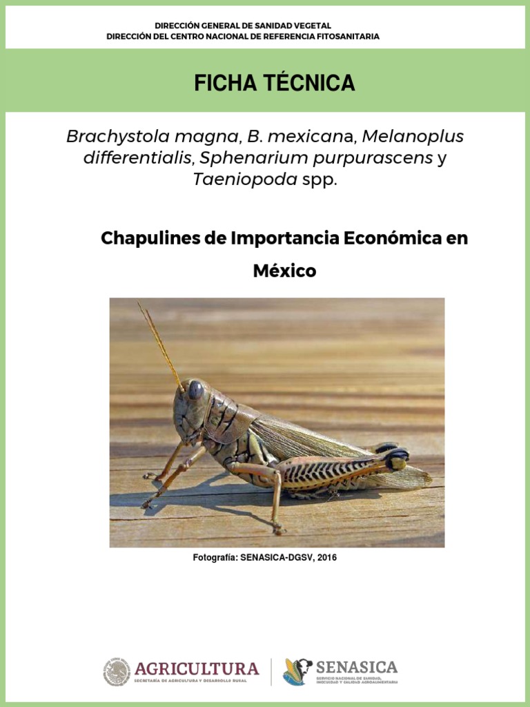 Chapulines Importancia Y Ciclo De Vida Pdf