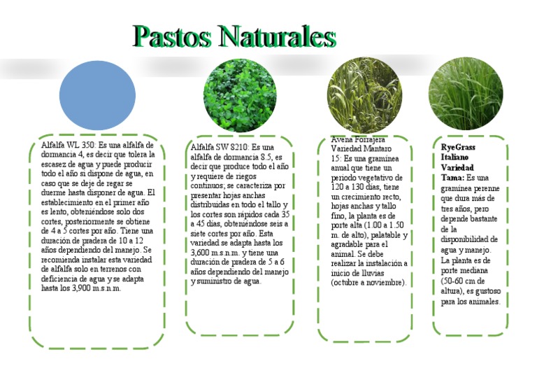 Infografia Pastos Naturales | PDF | Pasto | Organismos