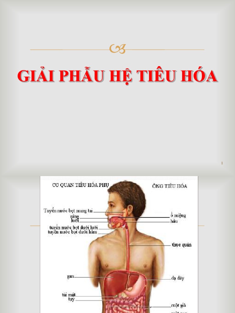 Giai Phau Sinh Ly He Tieu Hoa | PDF
