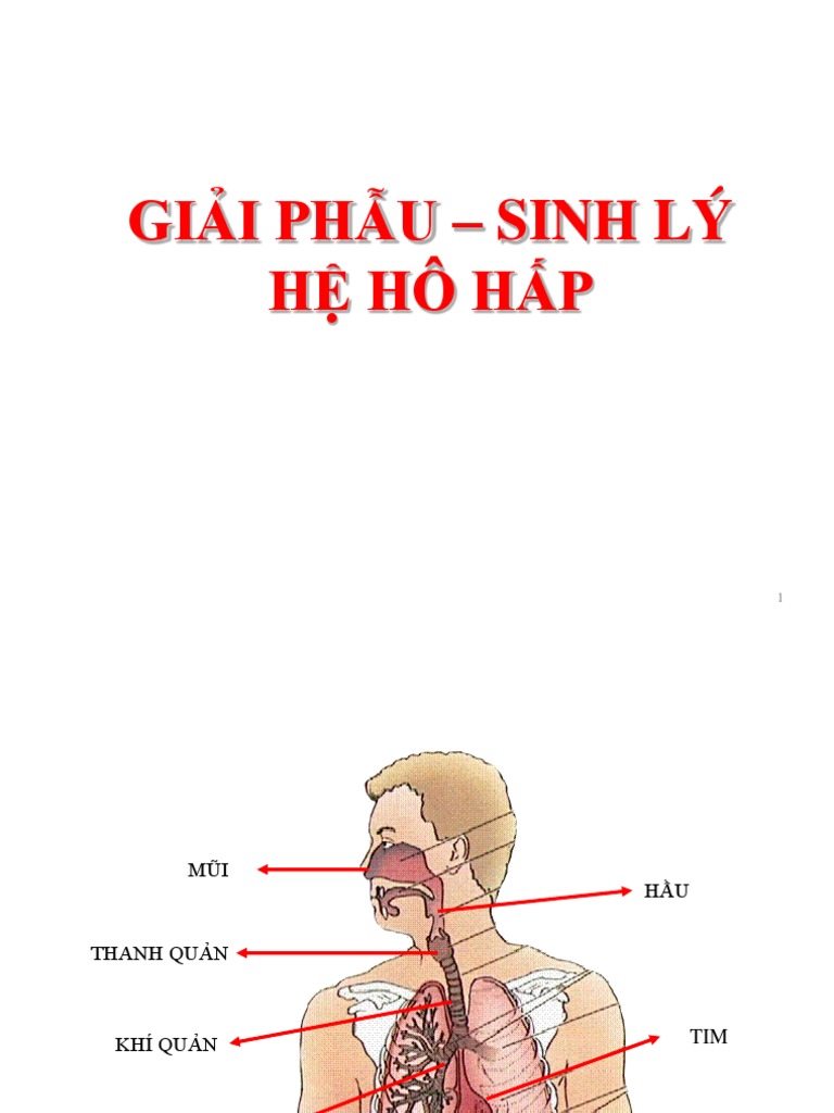 Giai Phau Sinh Ly He Ho Hap | PDF