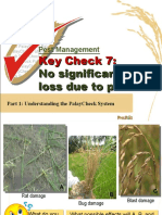 Rice Insect Pests Management Guide | PDF | Biological Pest Control | Rice