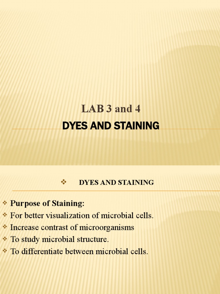 Stains and Staining Lab3 and 4 | PDF | Staining | Medical Specialties