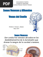 Senos Venosos Durales | PDF | Anatomía de los primates | Anatomía humana